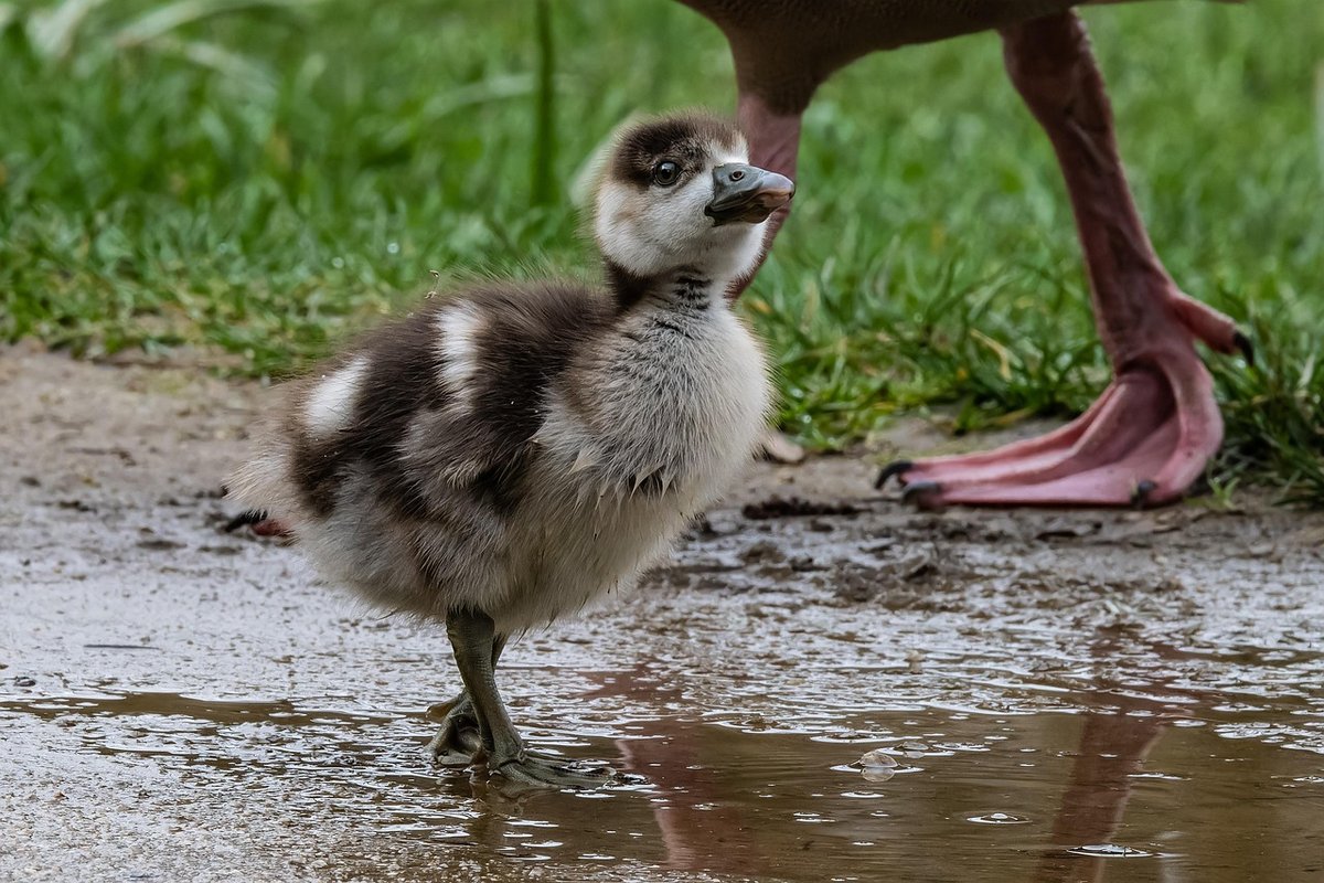 Raising Healthy Baby Ducks and Chicks: A Comprehensive Guide ...