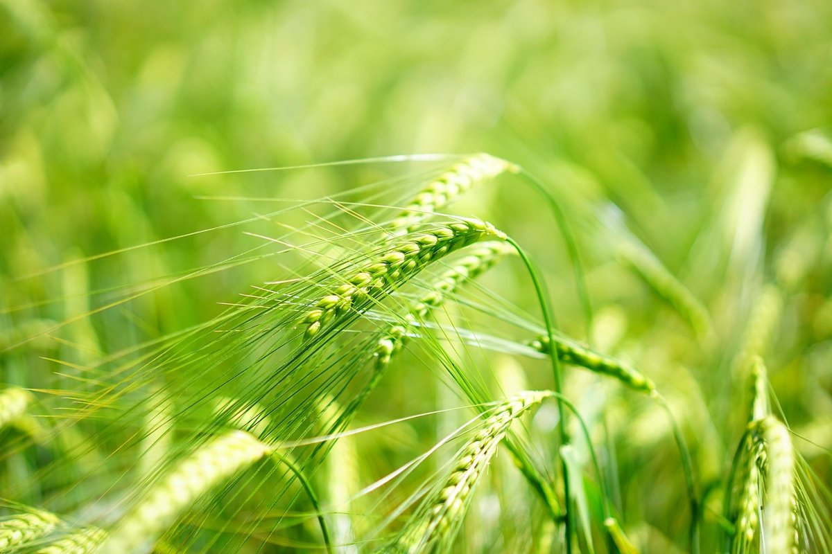 Boost Poultry Nutrition with Sprouting Barley Fodder - Feathered Farm Life