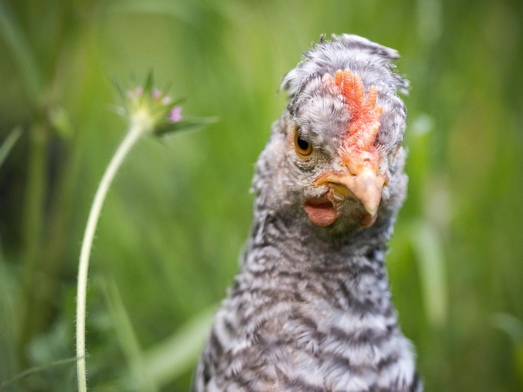 Discover the Crele Legbar: Unique Characteristics and Uses - Feathered ...