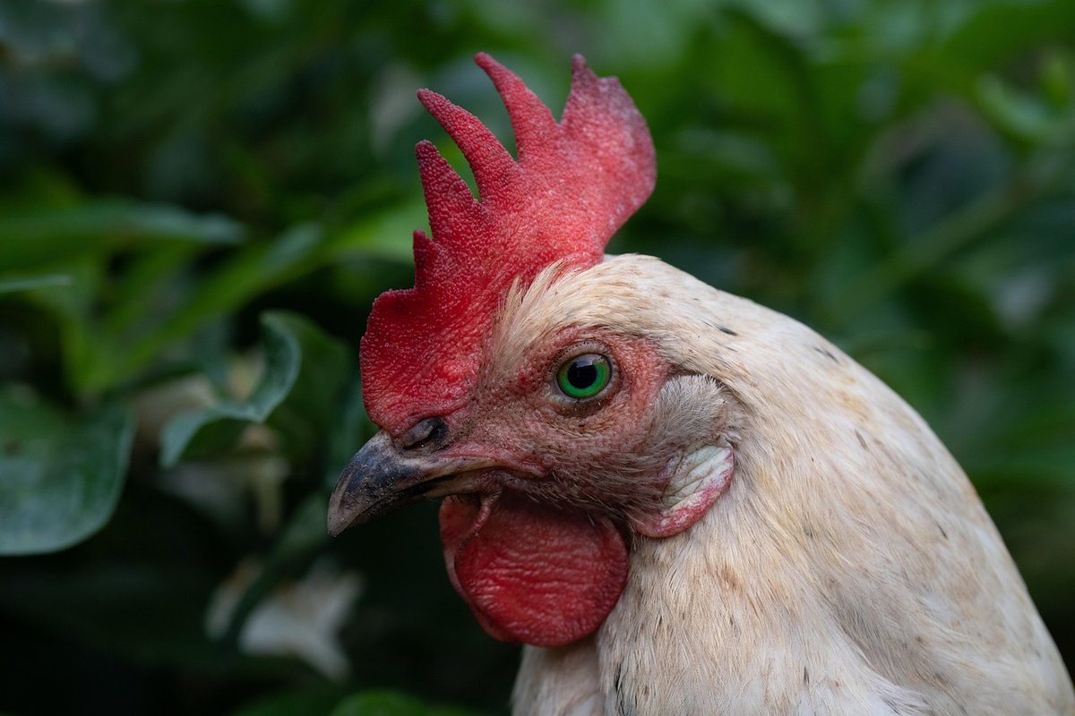 Dark Green Egg Laying Chickens: Ultimate Guide & Care Tips - Feathered ...