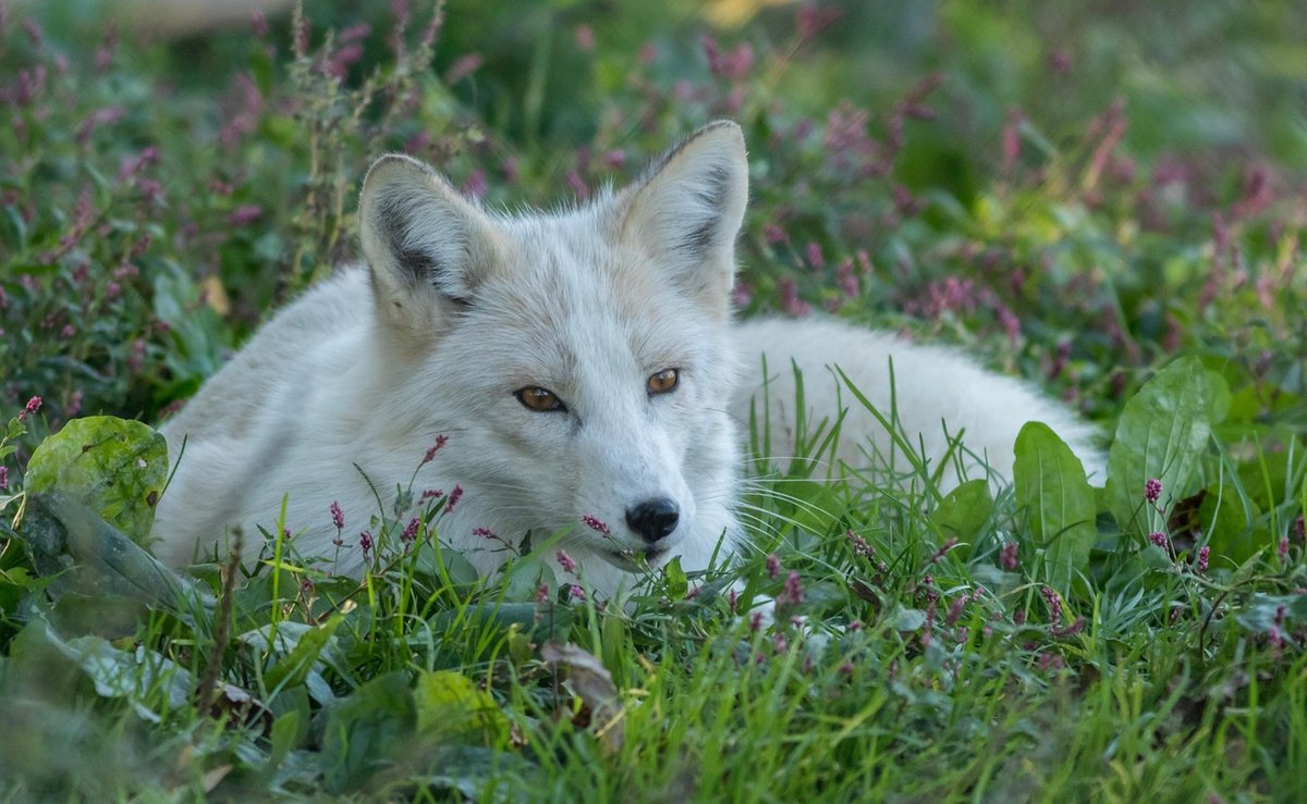 Fox and Coyote Chicken Defense Strategies for Backyard Flocks ...