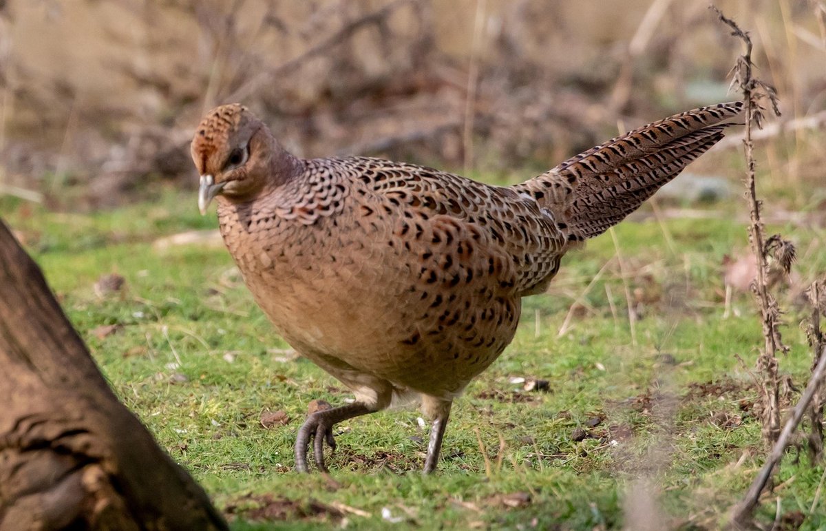 What is a Game Hen: Breed Characteristics and Care - Feathered Farm Life