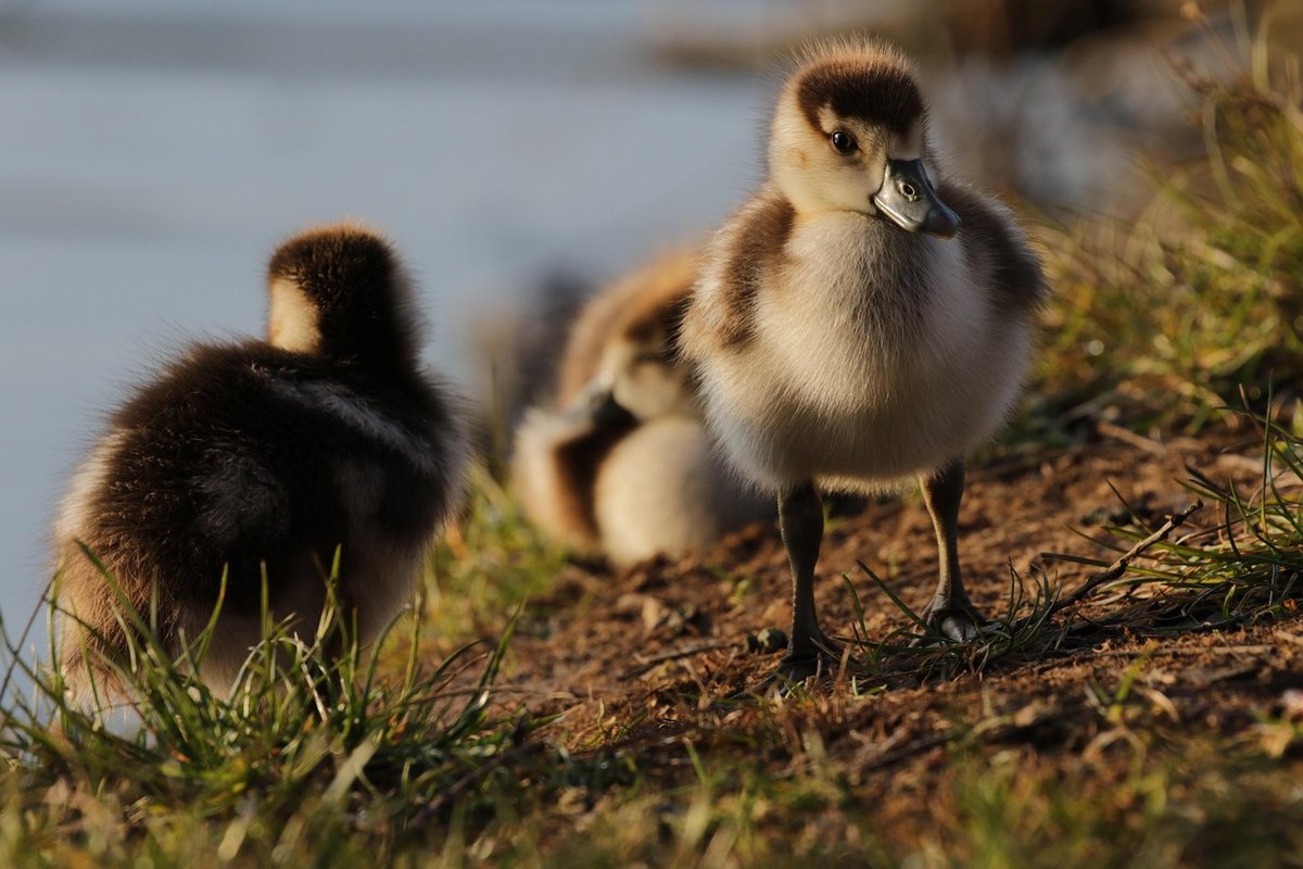 Duck vs Goose: Key Differences Revealed - Feathered Farm Life