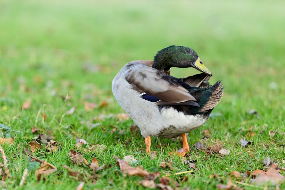 Indian Runner Duck Egg Color Guide - Unique Characteristics - Feathered ...