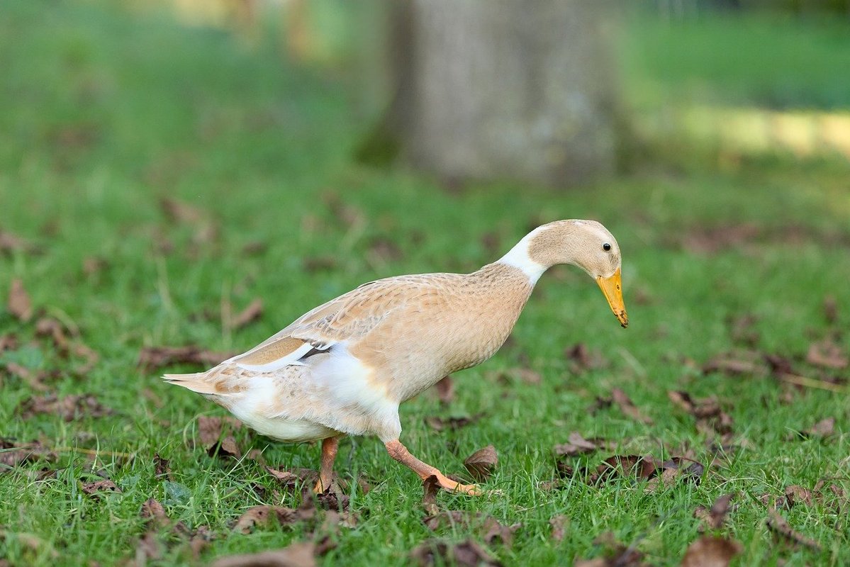 Unlocking the Nutritional Benefits of Indian Runner Duck Eggs ...