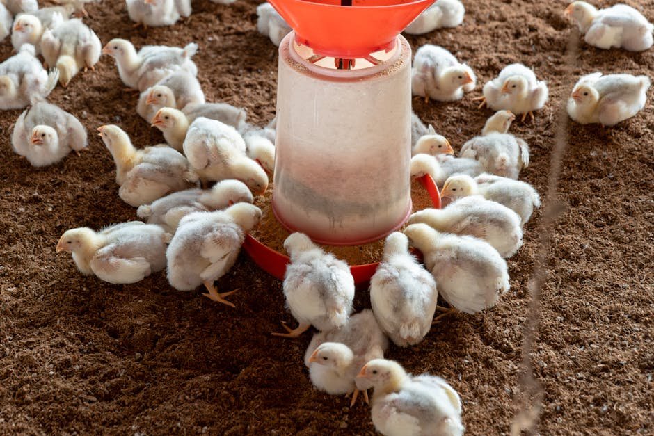Master Meat Bird Feeding Chart: Nutrient-Rich Guide - Feathered Farm Life