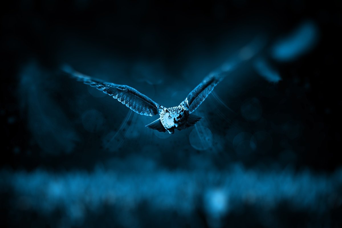 Deter Predators with Effective Motion Lights and Installation Tips ...