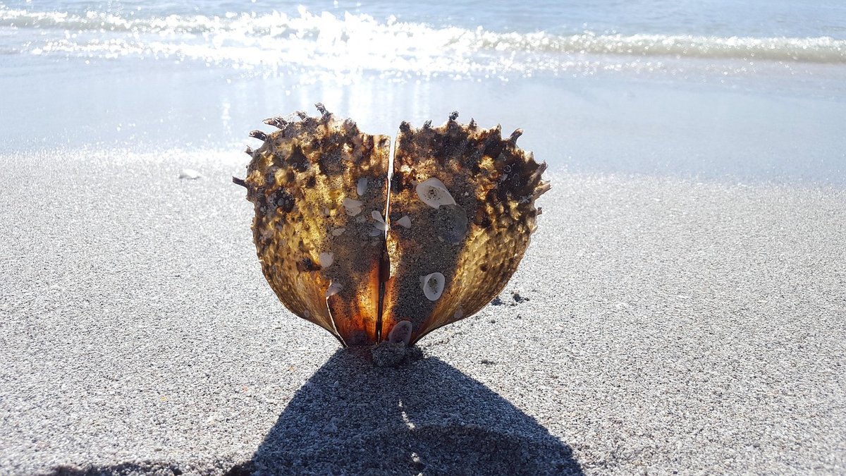 Unlock Oyster Shell Benefits for Layer Feed Health - Feathered Farm Life