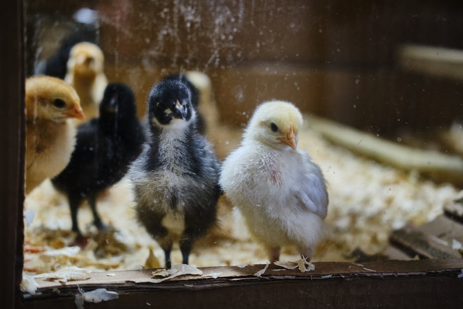 Baby Chicks Not Eating? Causes and Expert Solutions Revealed ...