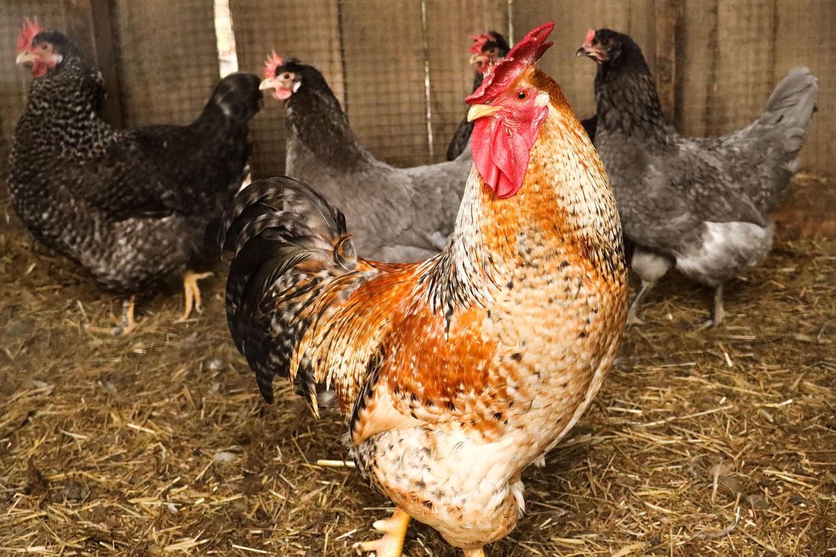 Exposing Caged Chicken Farms: Efficiency vs Animal Welfare Concerns ...