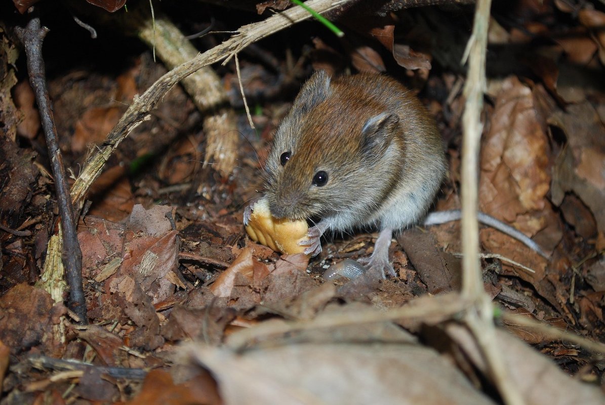 Can Chickens Eat Mice Safely? - Feathered Farm Life