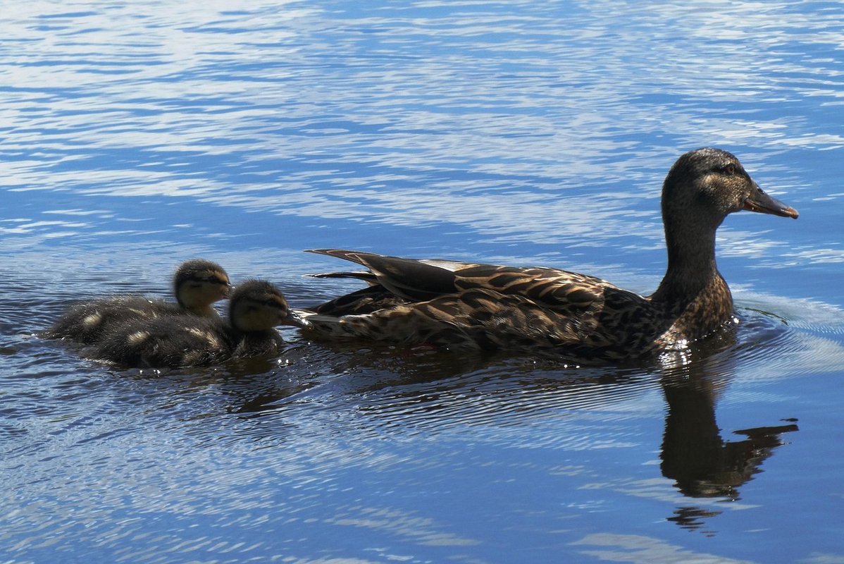 Mastering Duck Breeding Season: A Comprehensive Guide - Feathered Farm Life