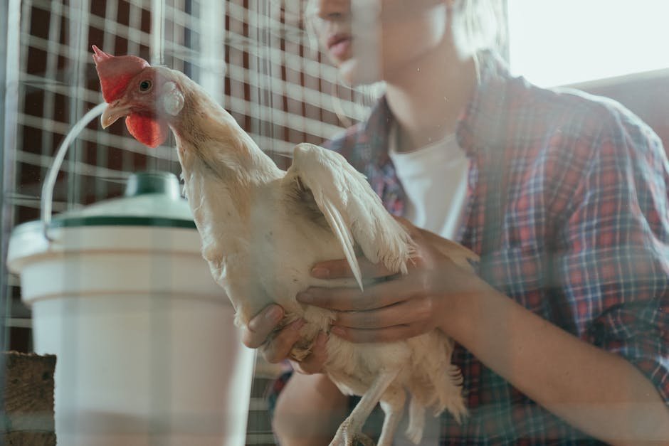 Free Range vs Caged Hens: Choosing Eggs Wisely Matters - Feathered Farm ...
