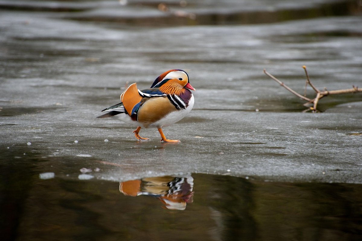 Prevent Frozen Duck Water with Proven Strategies and Solutions ...