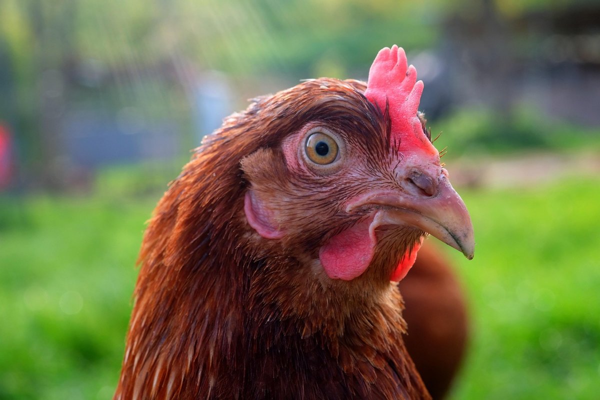 Meet the Mysterious Fur-bearing Hens - History and Care - Feathered ...