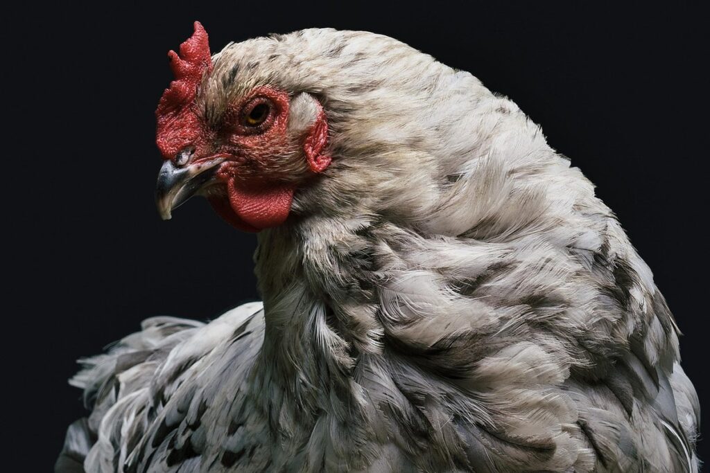 Understanding Hen Comb Types for Better Flock Health - Feathered Farm Life