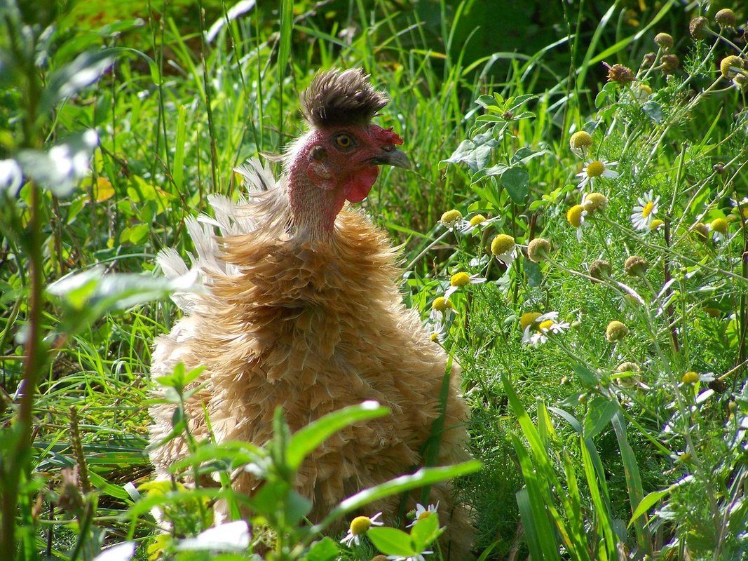 Understanding Hen Pecked Bald: Causes, Symptoms & Treatment Options ...