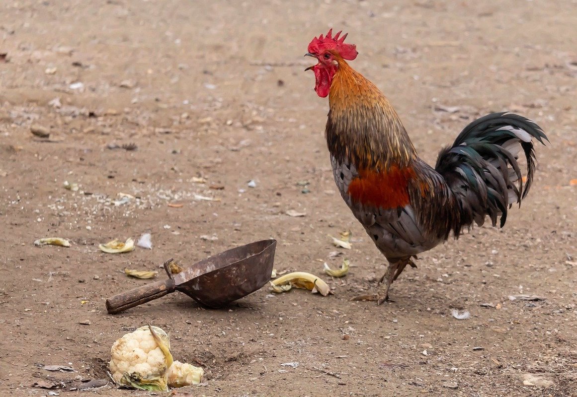 Quiet a Noisy Rooster with Expert Advice and Solutions - Feathered Farm ...