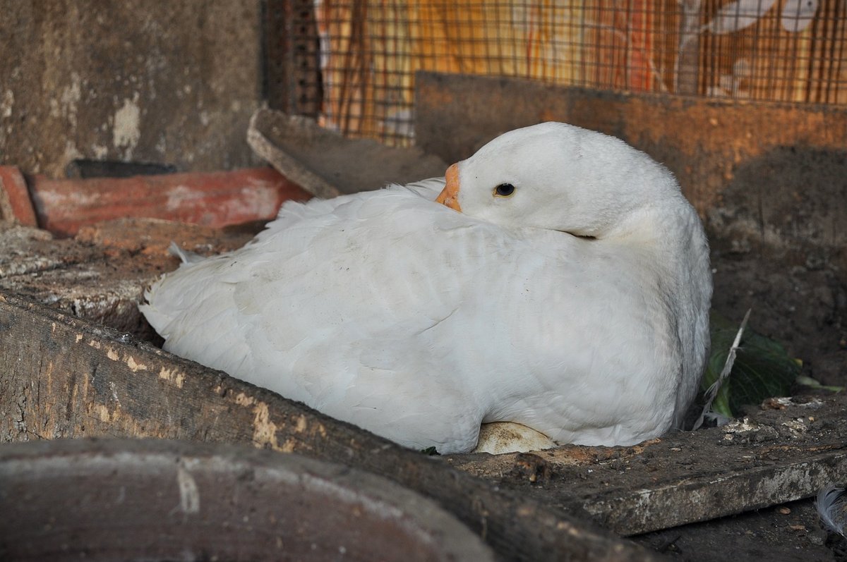 Understanding Duck Egg Bloom Causes and Prevention - Feathered Farm Life