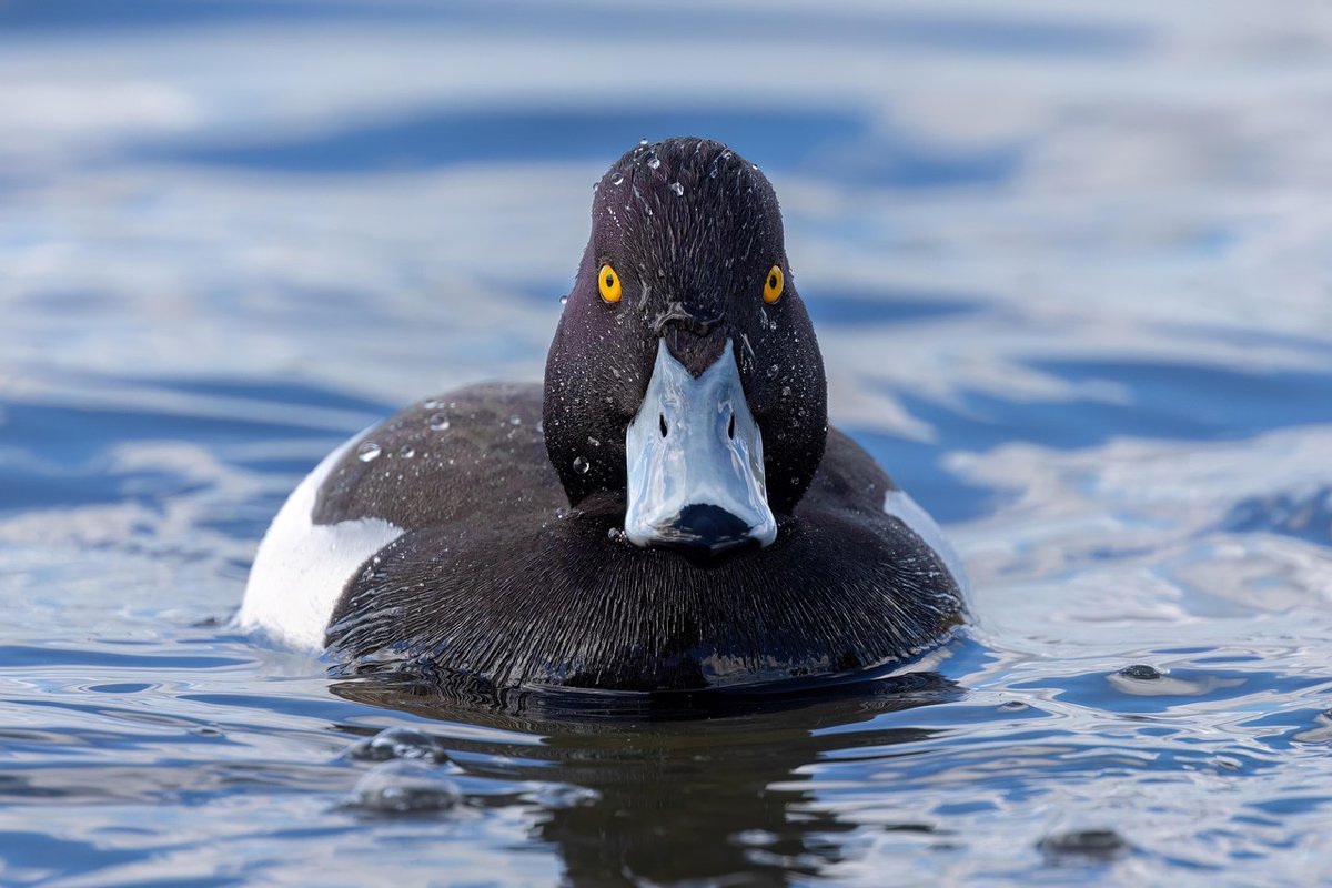 Unlocking Duck Vision Secrets - Anatomy, Behavior & More - Feathered ...