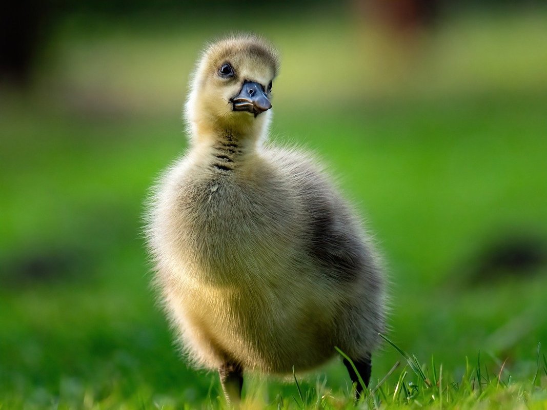 Mastering Duckling Housing Essentials for a Happy Flock - Feathered ...