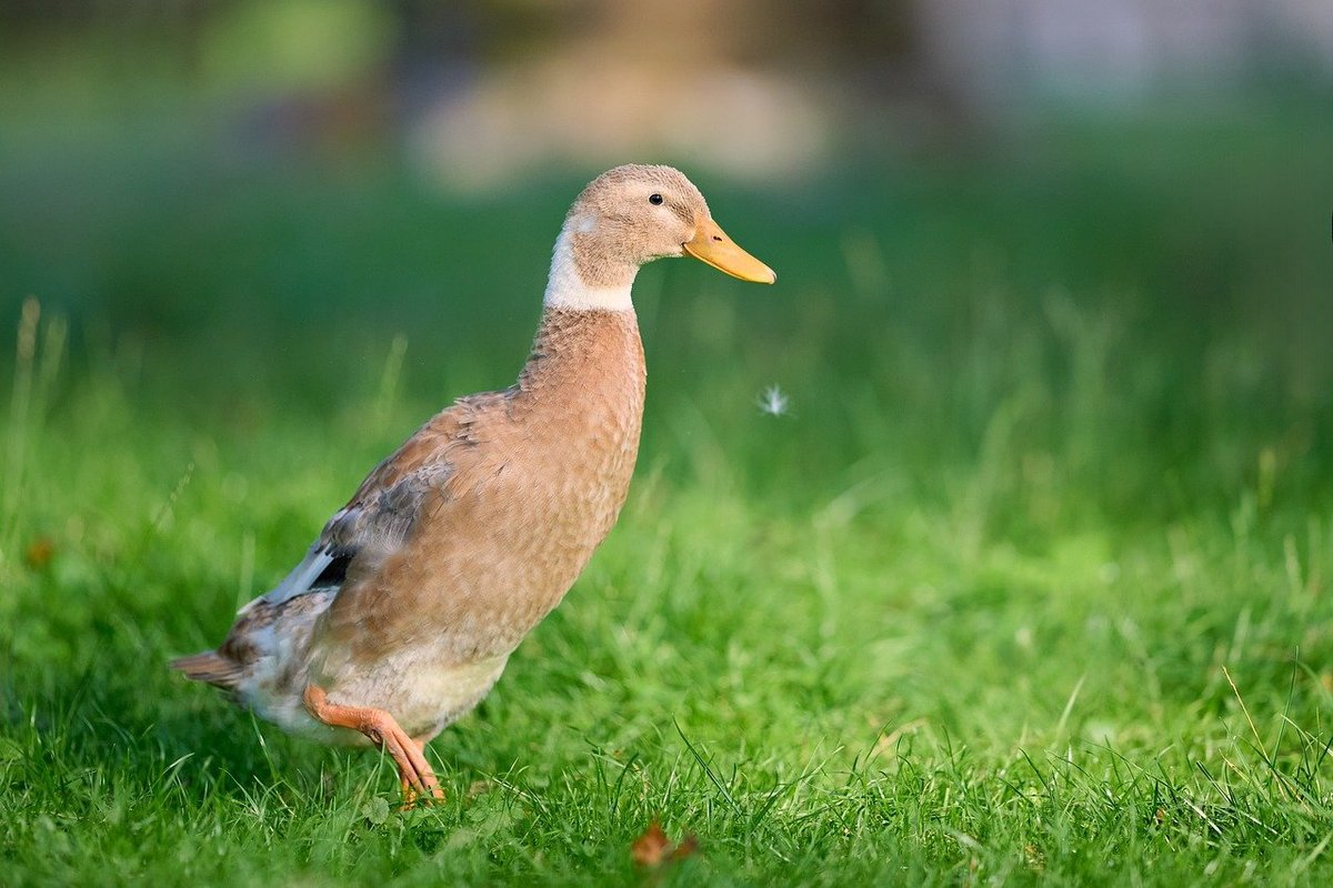 Breeds & Selection - Feathered Farm Life