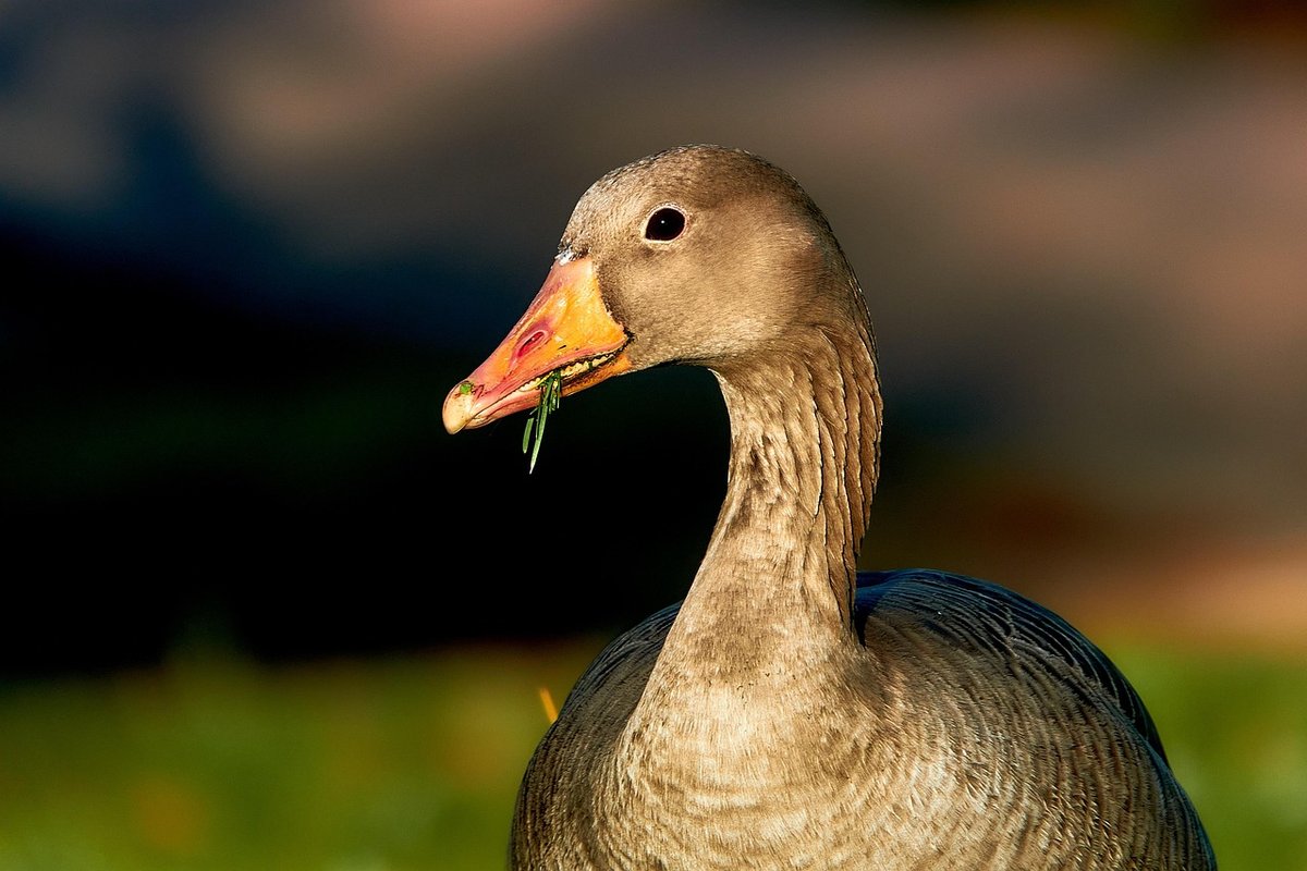 What Geese Eat in the Wild: A Complete Diet Guide - Feathered Farm Life
