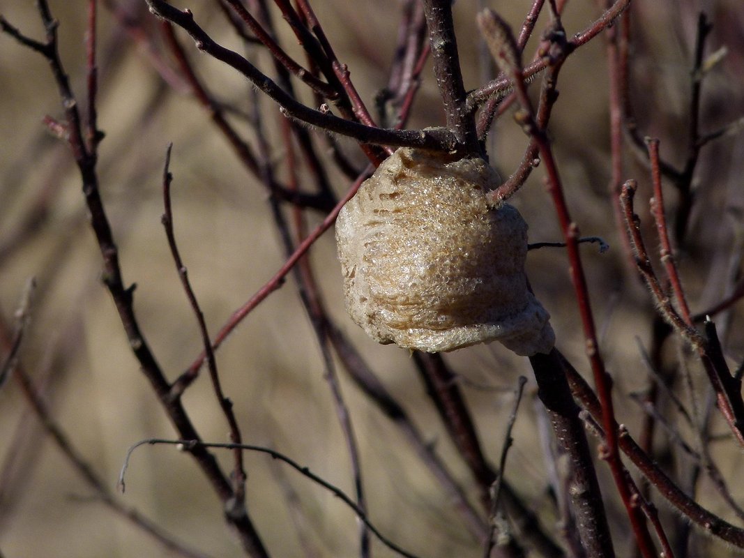 Praying Mantis Egg Case Identification and Care - Feathered Farm Life